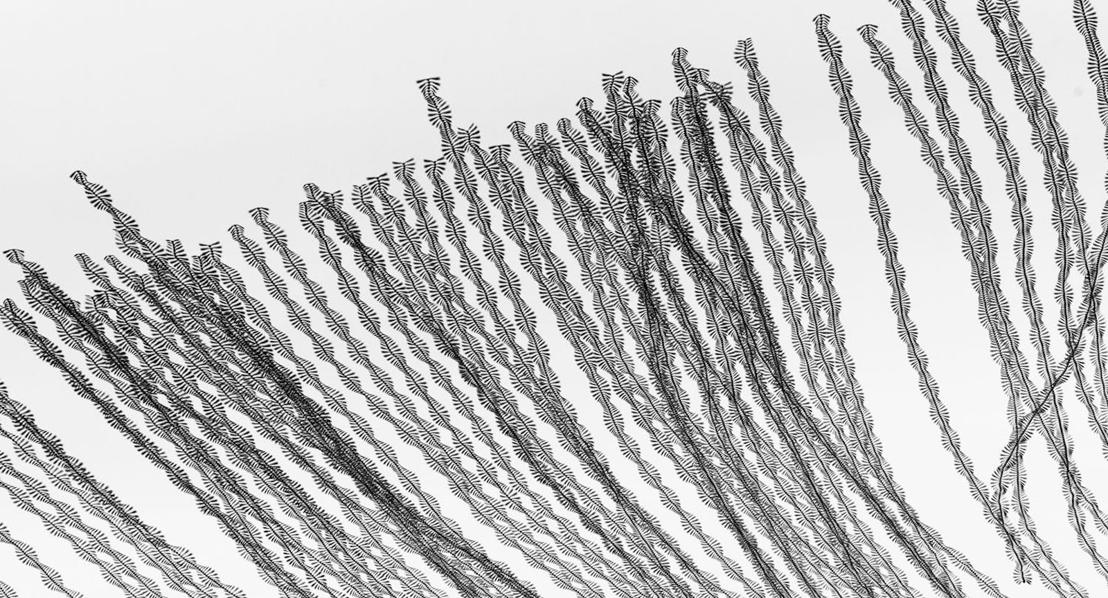 Xavi Bou Traces The Invisible Flight Patterns Of Birds - IGNANT