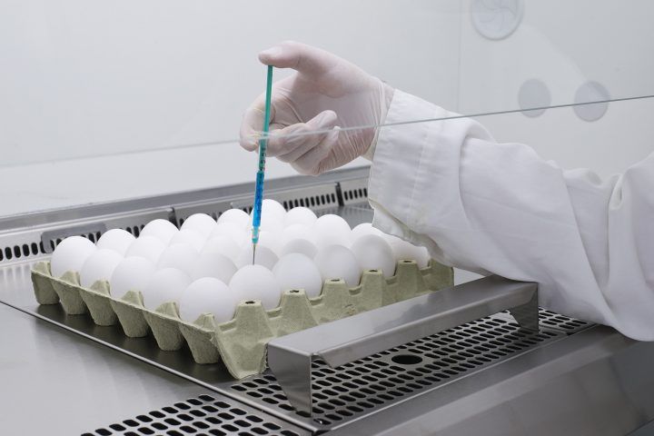 The Faces Of Factory Farming: Daniel Szalai Photographs Novogen White ...