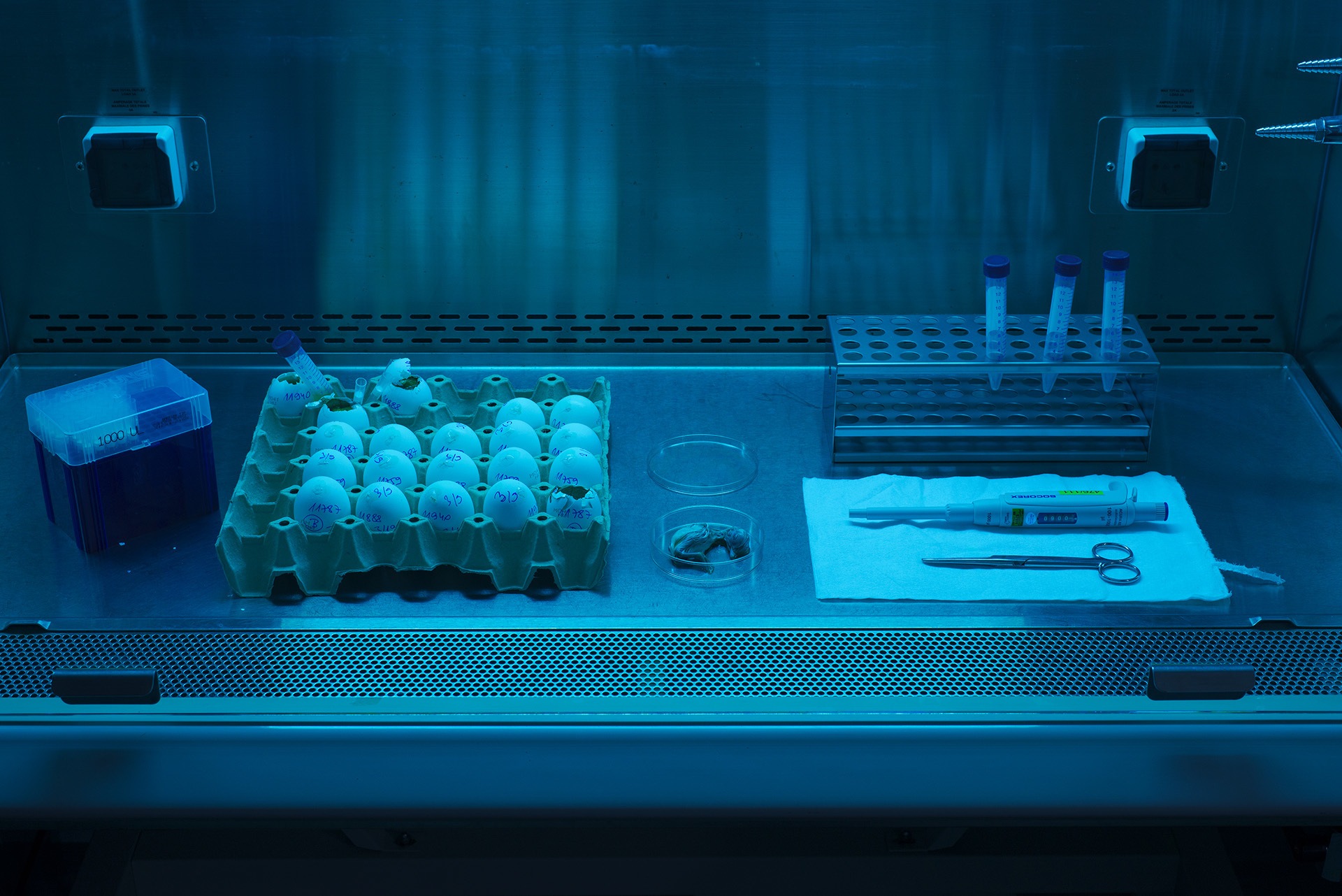 The Faces Of Factory Farming: Daniel Szalai Photographs Novogen White ...