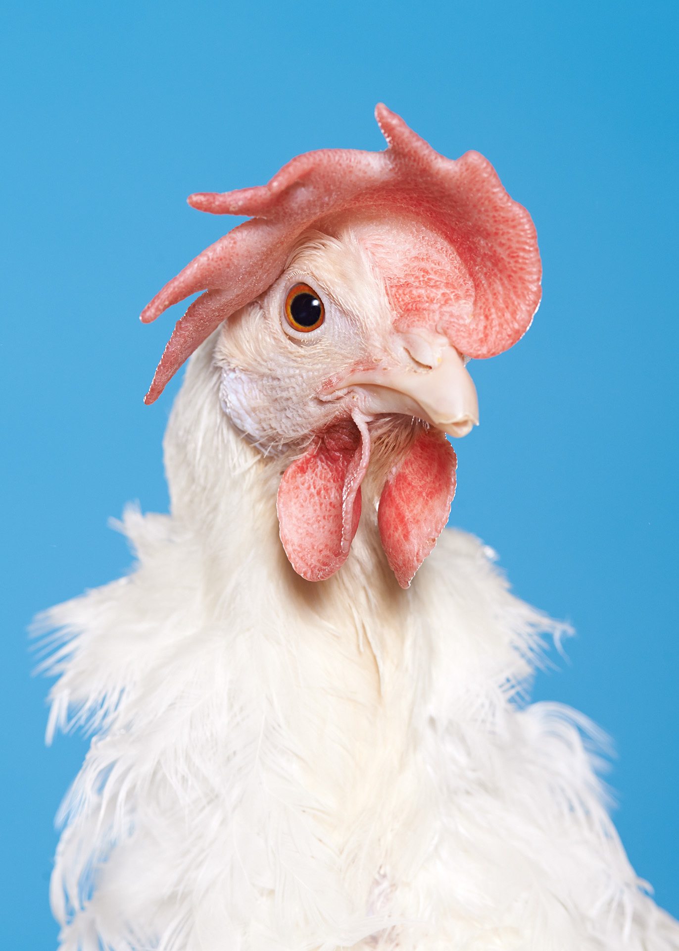 The Faces Of Factory Farming: Daniel Szalai Photographs Novogen White ...