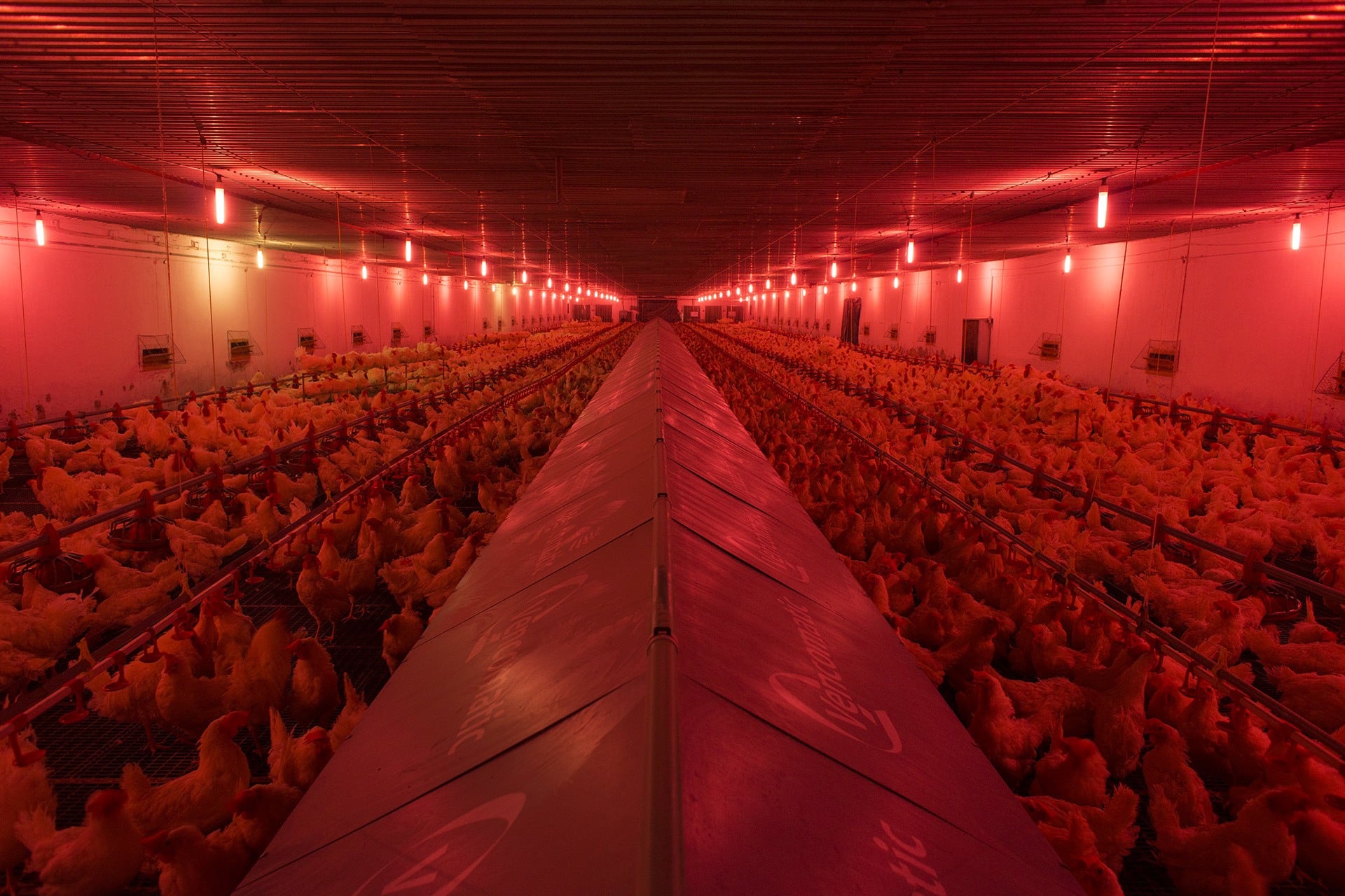 The Faces Of Factory Farming: Daniel Szalai Photographs Novogen White ...