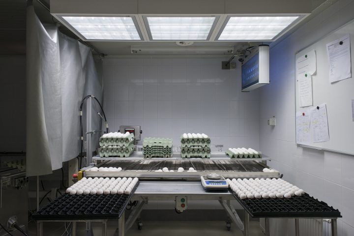 The Faces Of Factory Farming: Daniel Szalai Photographs Novogen White ...