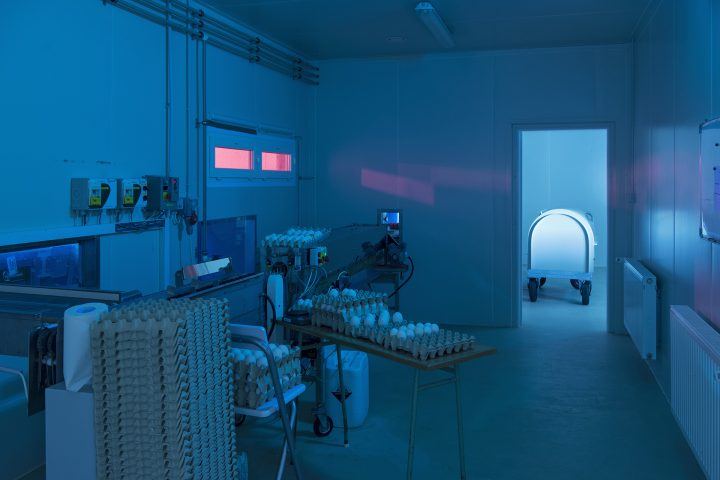 The Faces Of Factory Farming: Daniel Szalai Photographs Novogen White ...