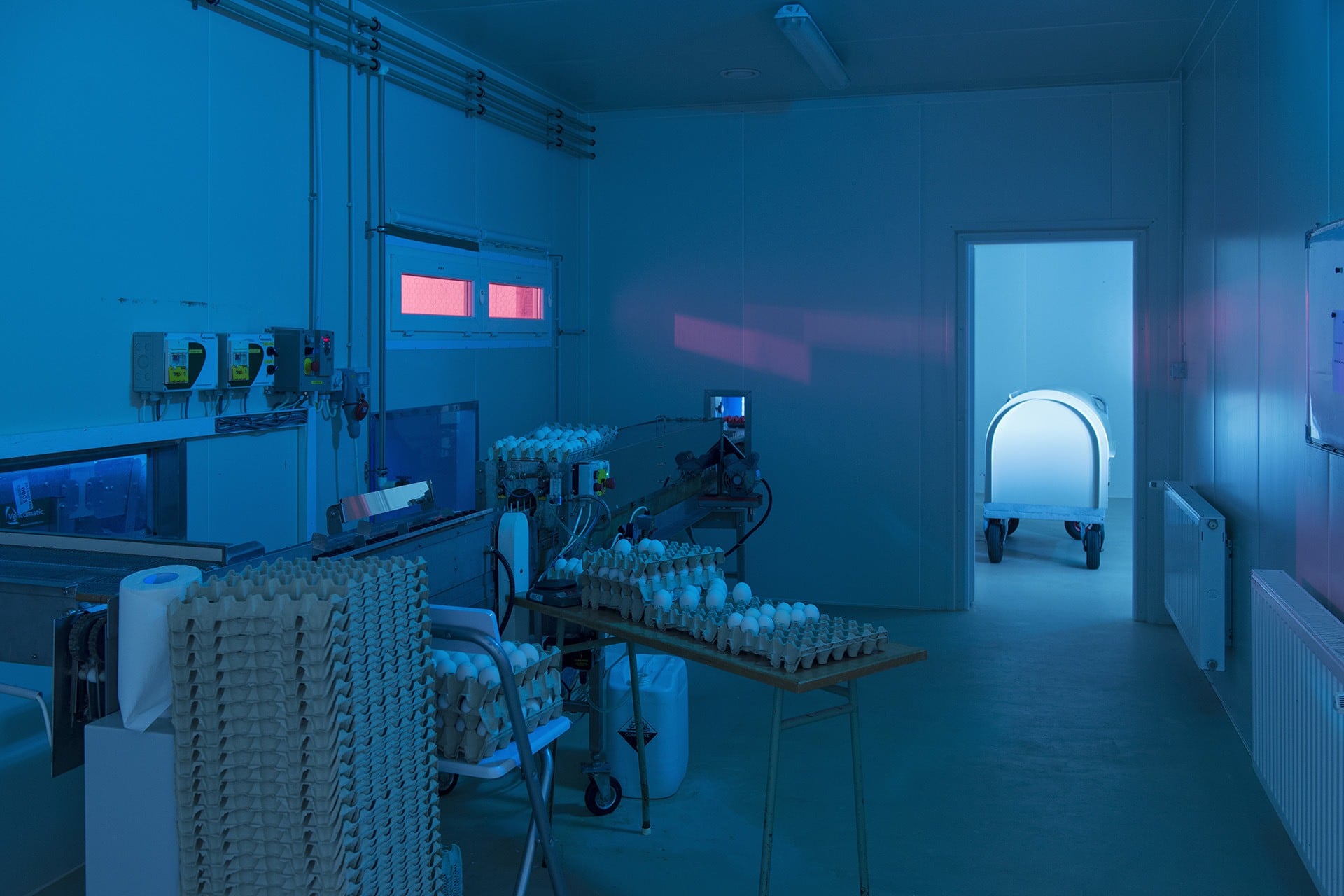 The Faces Of Factory Farming: Daniel Szalai Photographs Novogen White ...