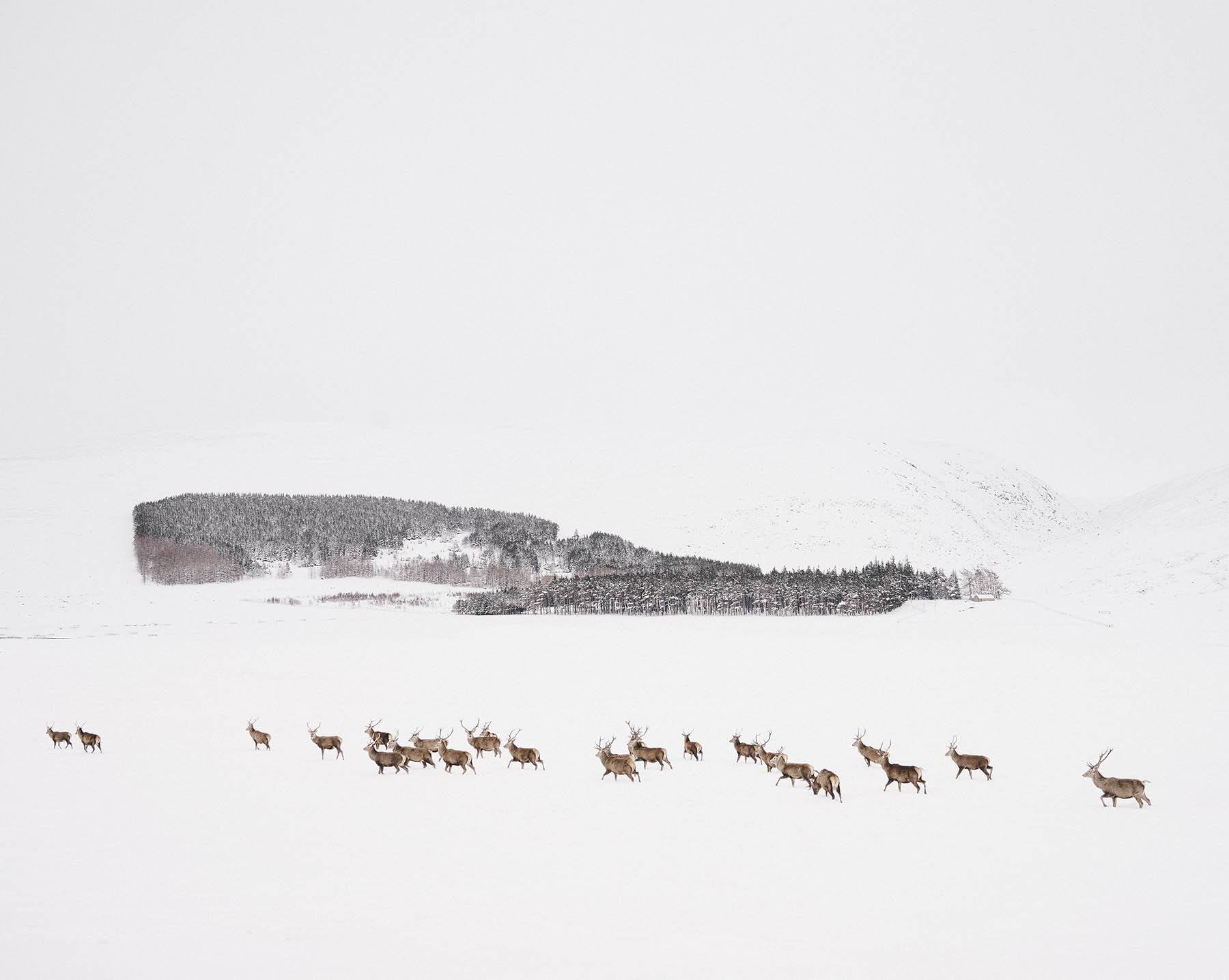 Ruairidh McGlynn Photographs The Scottish Wild In Emerging Land - IGNANT