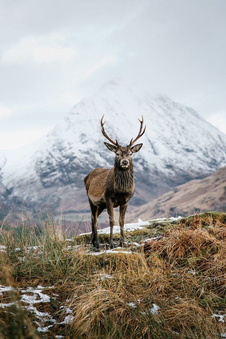 The Wilds Of Scotland Captured Through The Gentle Lens Of Murray Orr ...