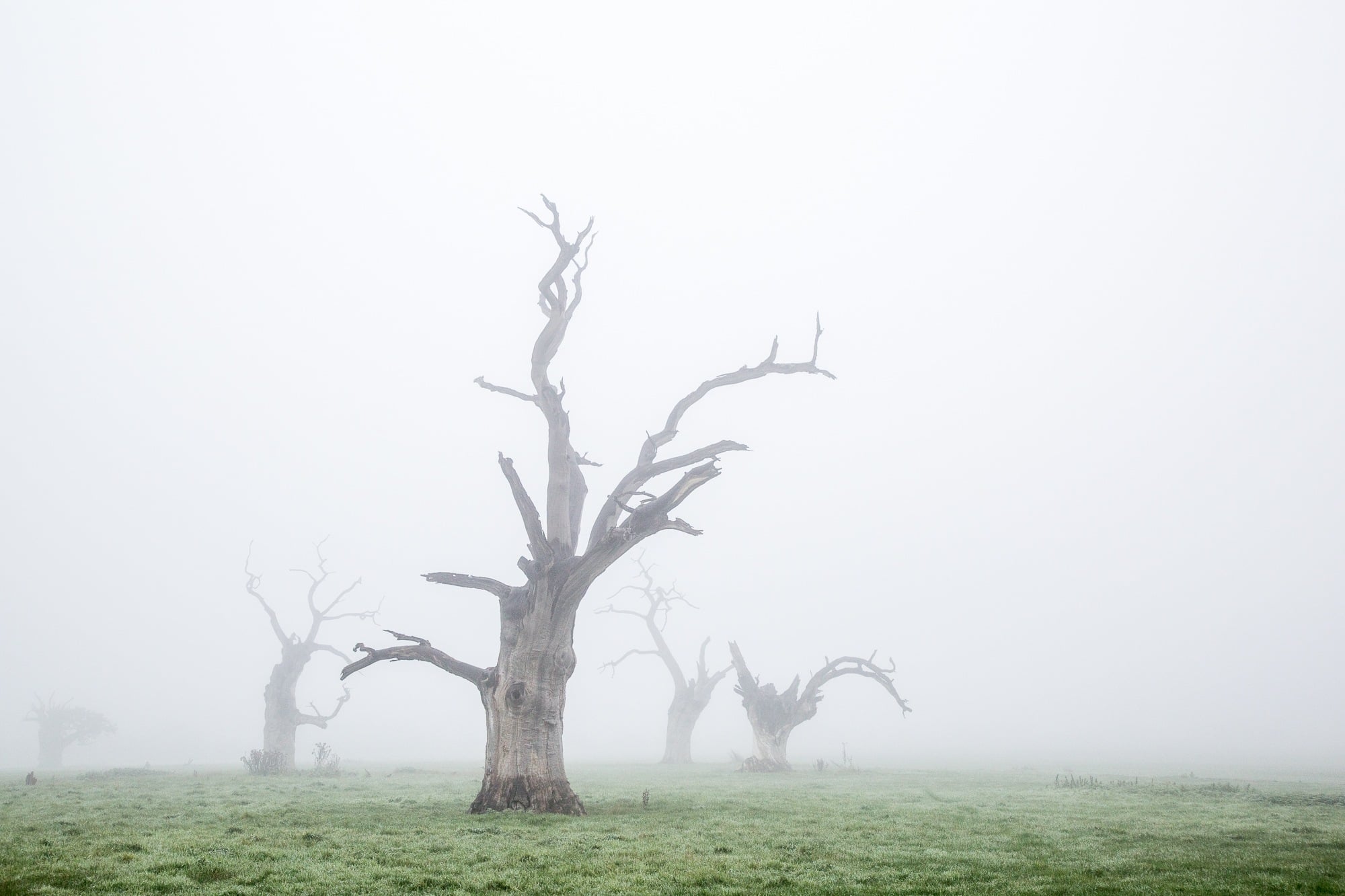Luke Hayes’ Poignant Imagery Of Mysteriously Dead Oak Trees - IGNANT