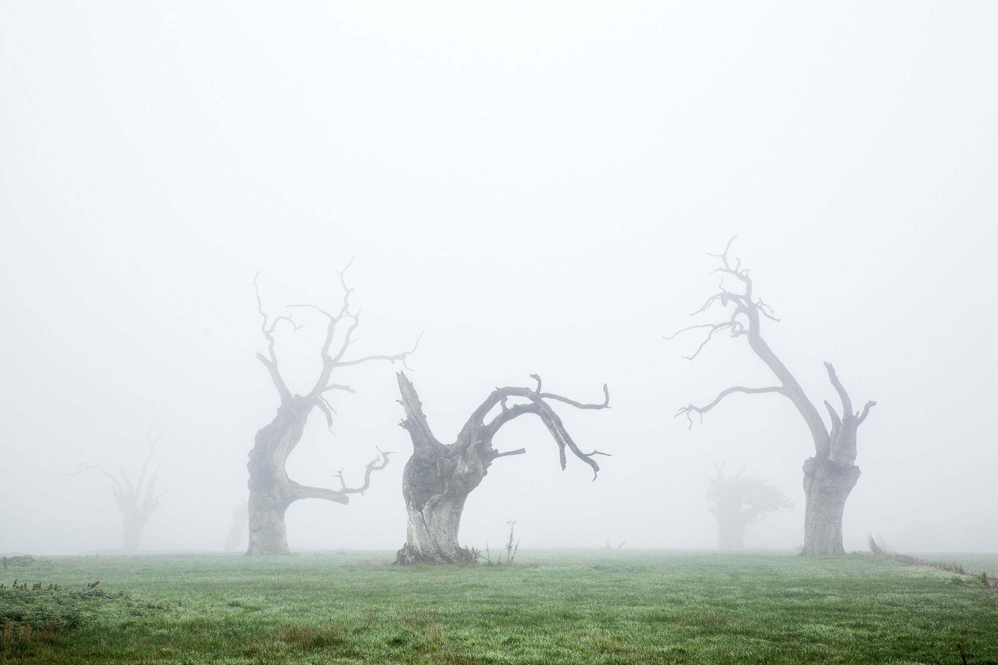 Luke Hayes’ Poignant Imagery Of Mysteriously Dead Oak Trees - IGNANT