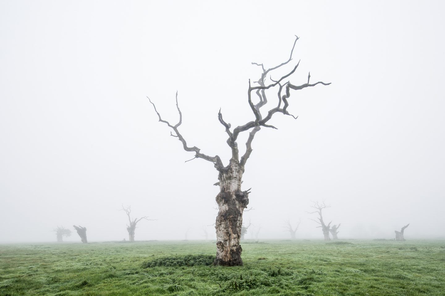 Luke Hayes’ Poignant Imagery Of Mysteriously Dead Oak Trees - IGNANT