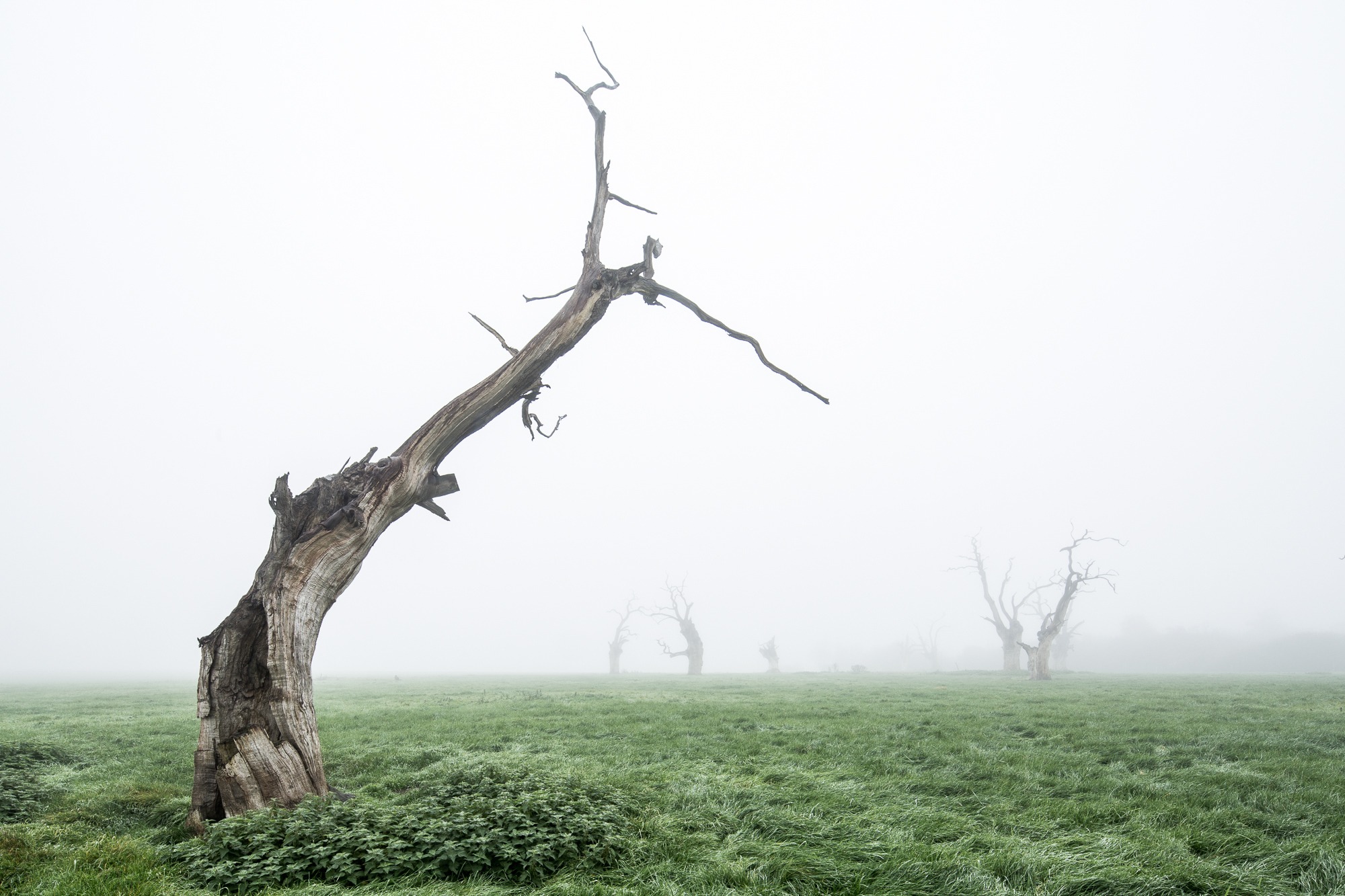 Luke Hayes’ Poignant Imagery Of Mysteriously Dead Oak Trees - IGNANT