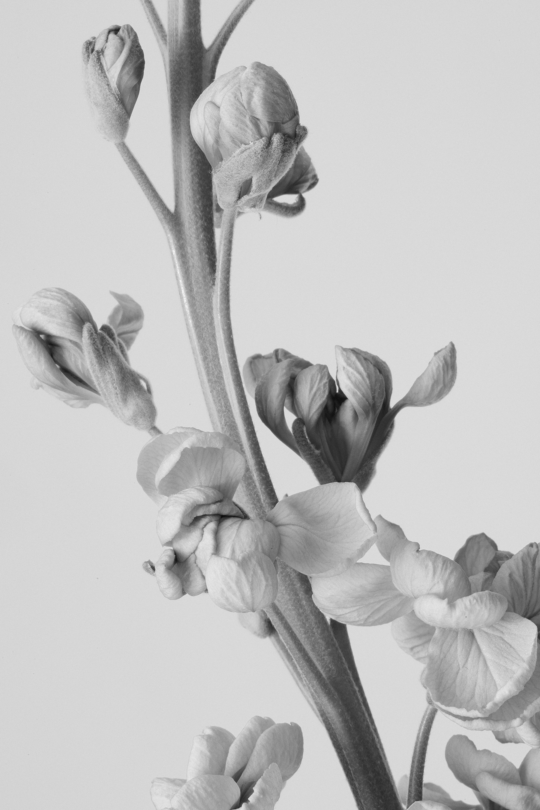 More Than The Sum Of Its Parts: David William Baum's Aesthetic ...