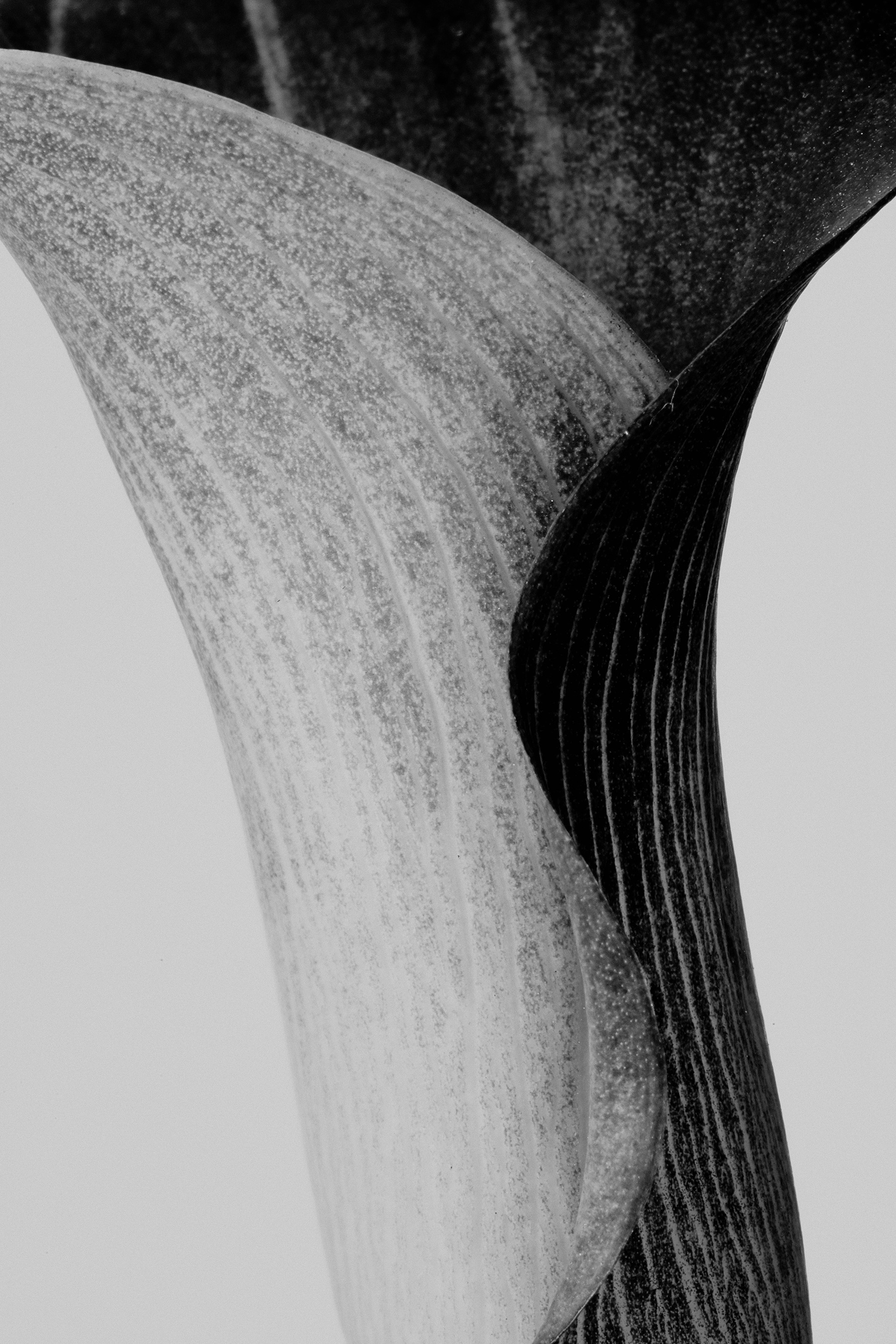More Than The Sum Of Its Parts: David William Baum's Aesthetic ...