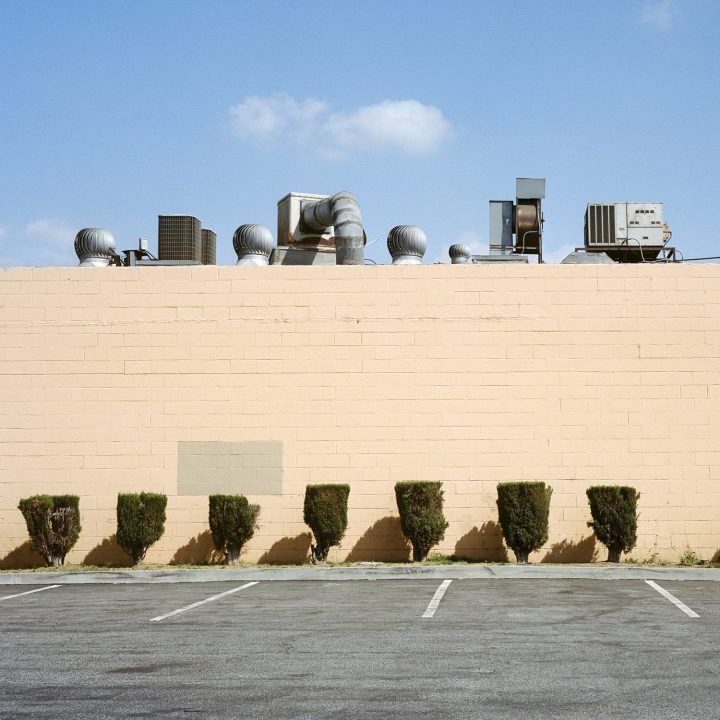 Sinziana Velicescu Observes Trees Growing In Unusual Places - IGNANT