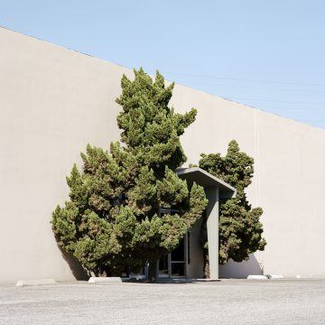 Sinziana Velicescu Observes Trees Growing In Unusual Places - IGNANT