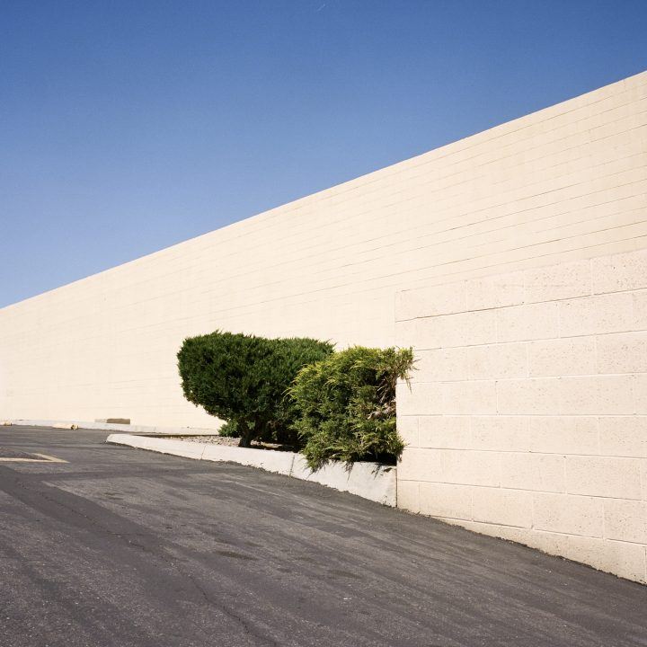 Sinziana Velicescu Observes Trees Growing In Unusual Places - IGNANT