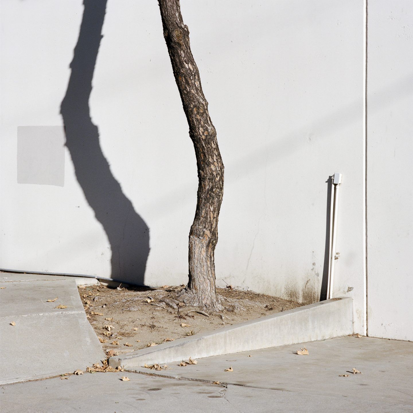 Sinziana Velicescu Observes Trees Growing In Unusual Places - IGNANT