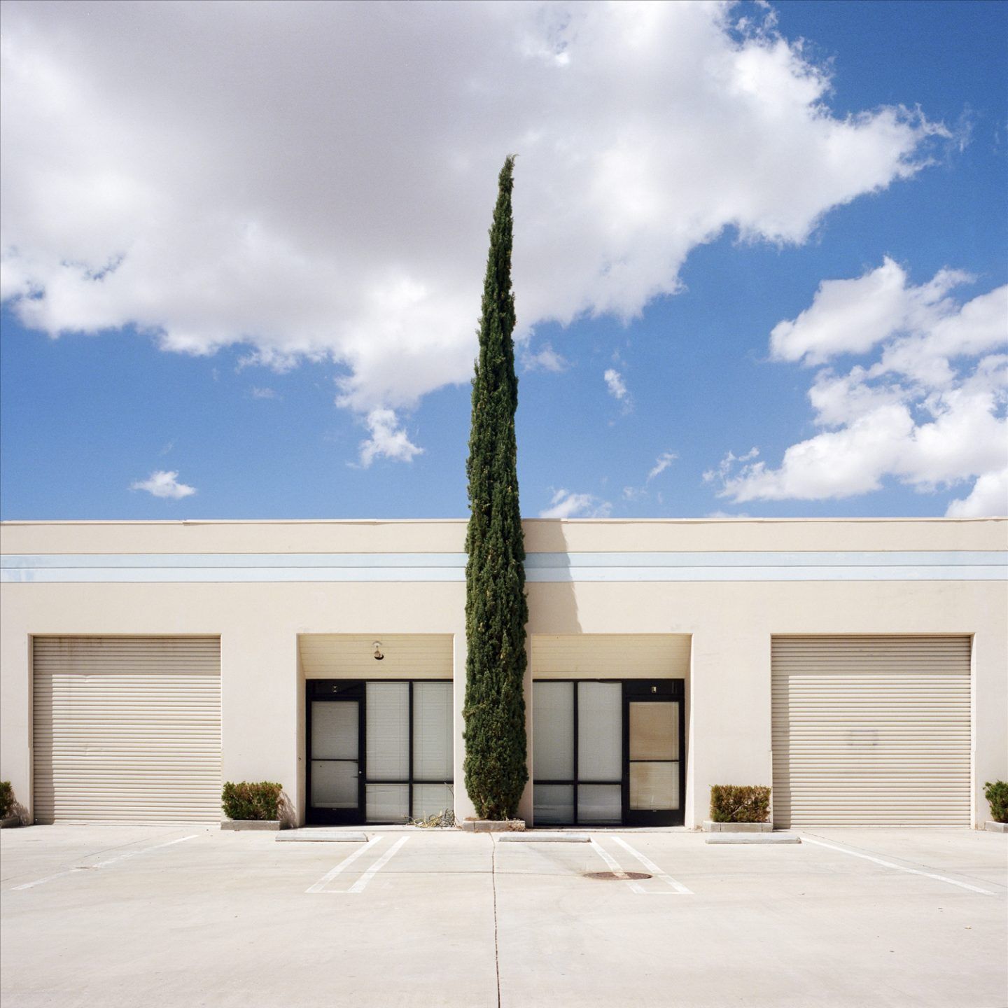 Sinziana Velicescu Observes Trees Growing In Unusual Places - IGNANT