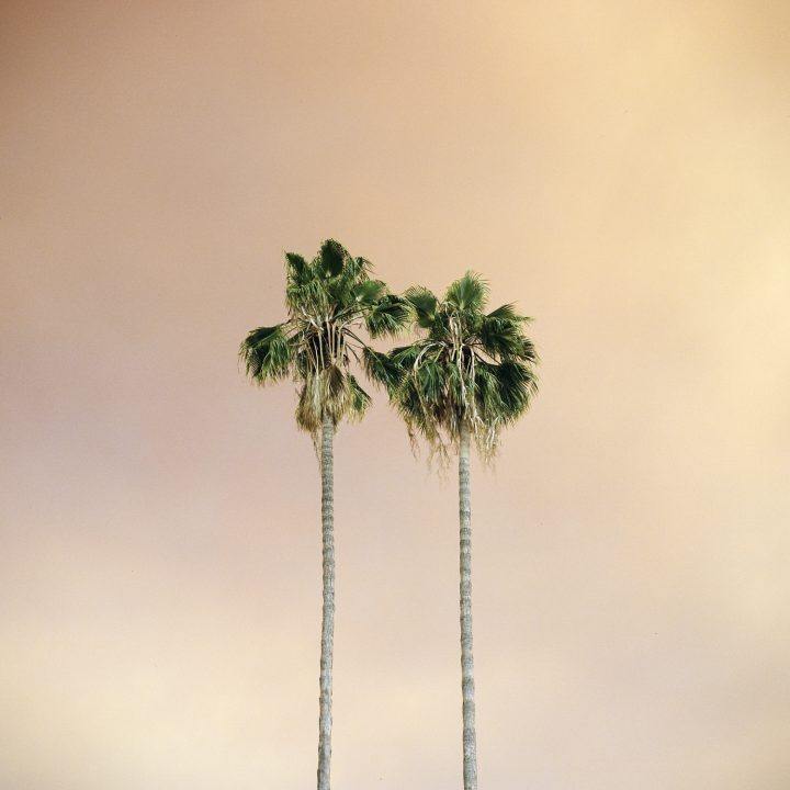 Sinziana Velicescu Observes Trees Growing In Unusual Places - IGNANT