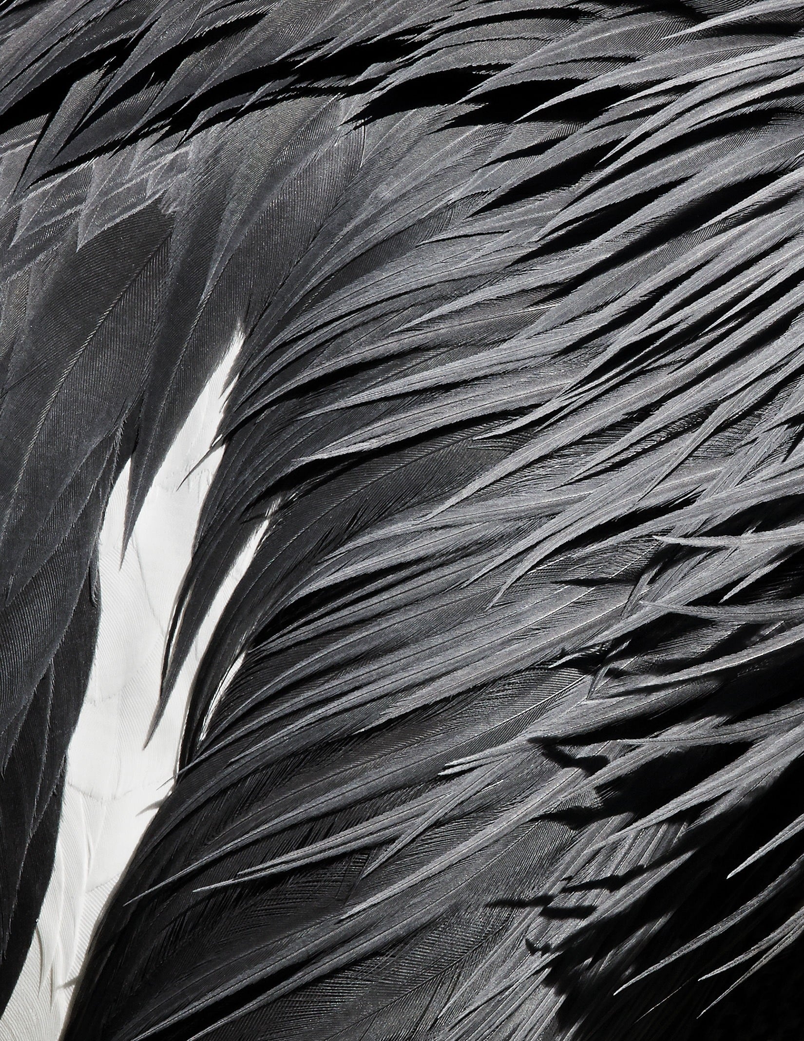Thomas Lohr Captures The Feathers Of Exotic Birds In Vibrant Detail ...