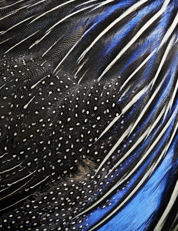 Thomas Lohr Captures The Feathers Of Exotic Birds In Vibrant Detail ...