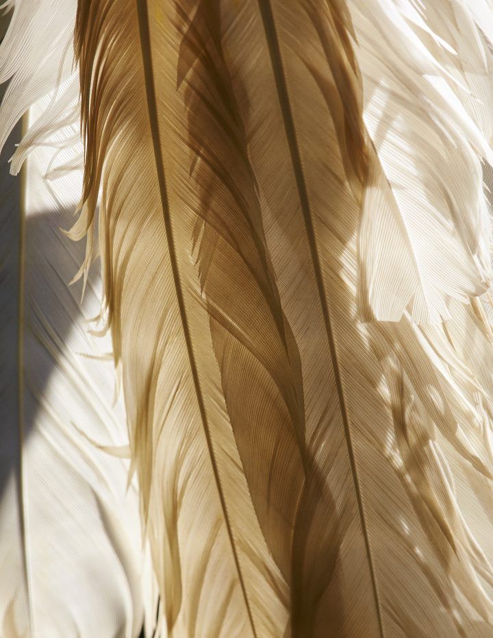 Thomas Lohr Captures The Feathers Of Exotic Birds In Vibrant Detail ...