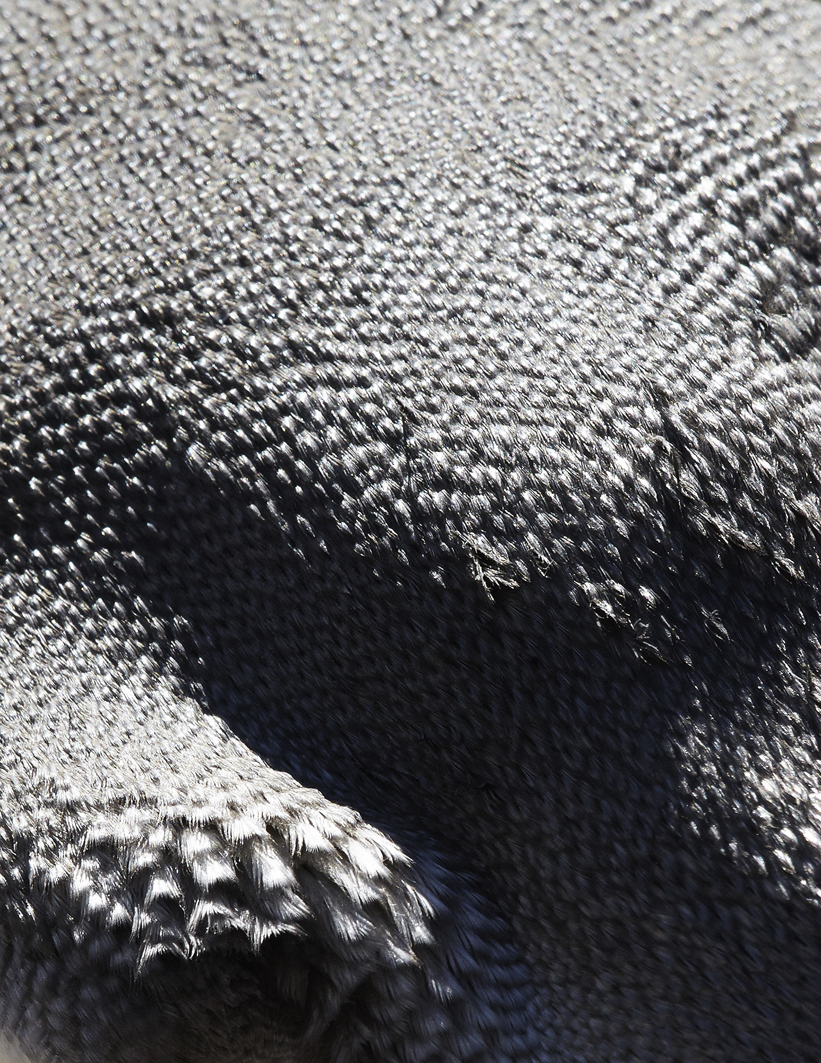 Thomas Lohr Captures The Feathers Of Exotic Birds In Vibrant Detail ...