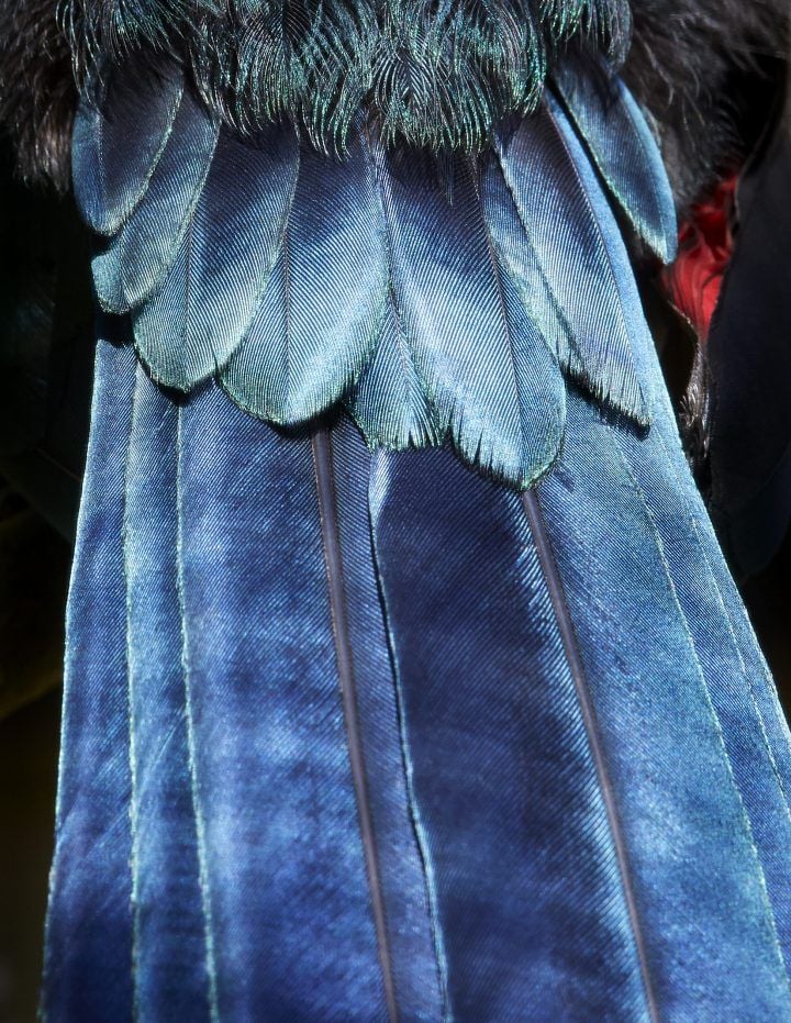 Thomas Lohr Captures The Feathers Of Exotic Birds In Vibrant Detail ...