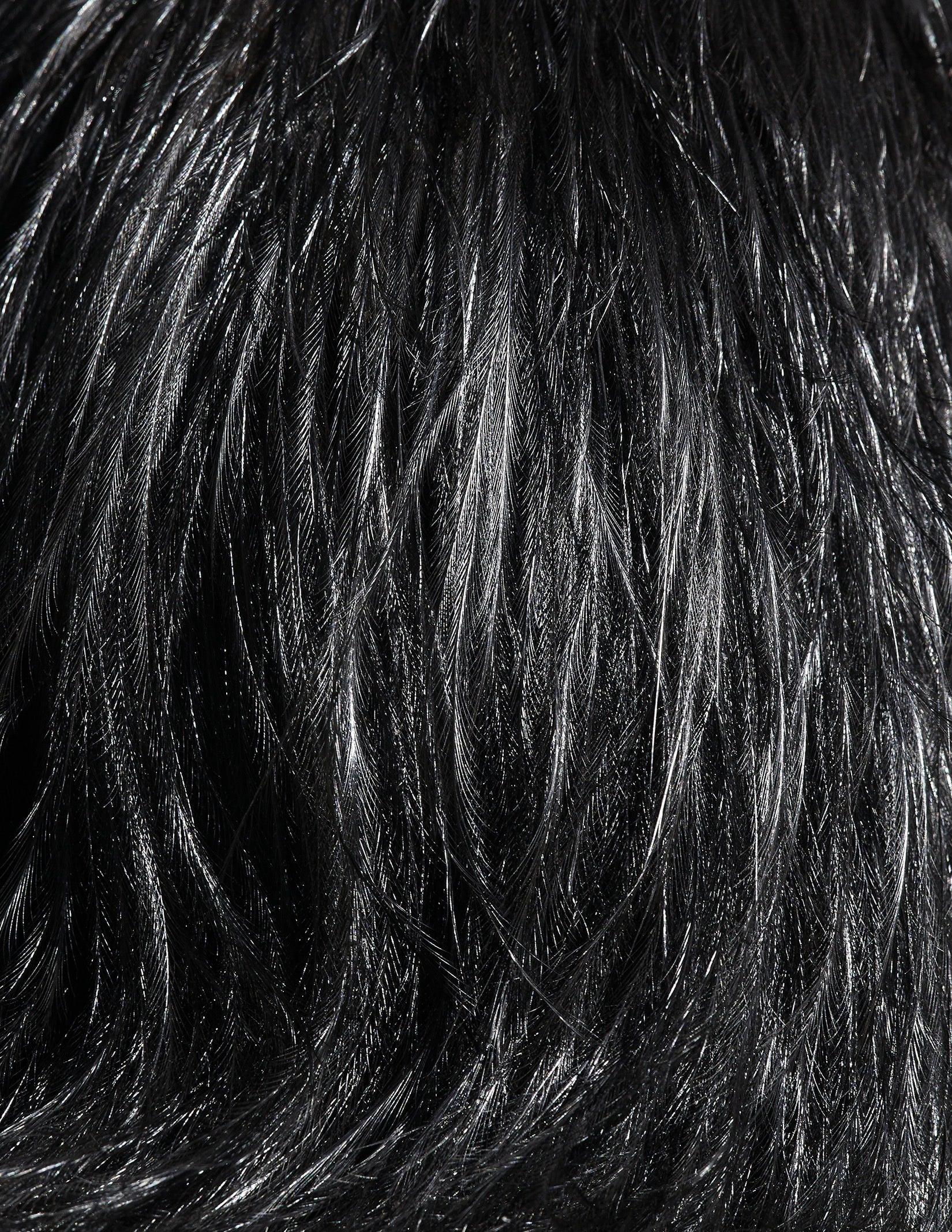 Thomas Lohr Captures The Feathers Of Exotic Birds In Vibrant Detail ...