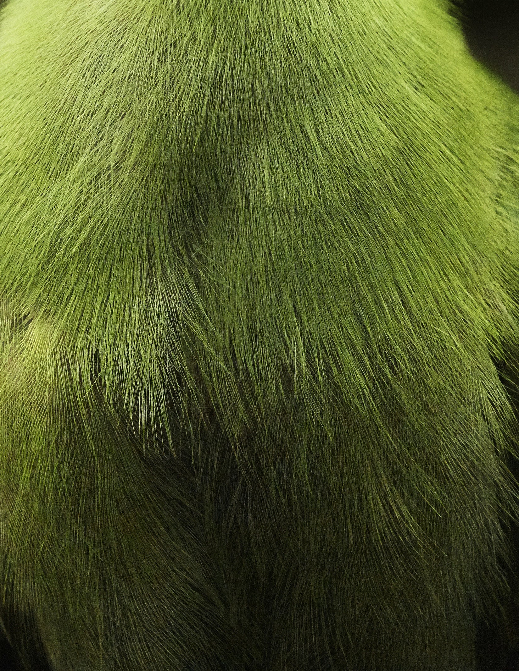 Thomas Lohr Captures The Feathers Of Exotic Birds In Vibrant Detail ...