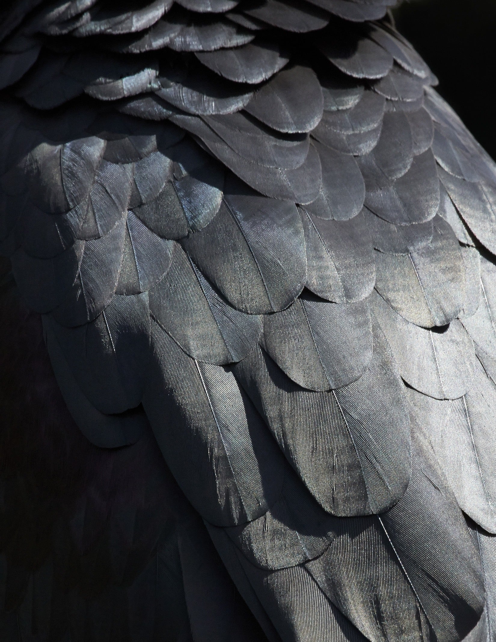 Thomas Lohr Captures The Feathers Of Exotic Birds In Vibrant Detail ...