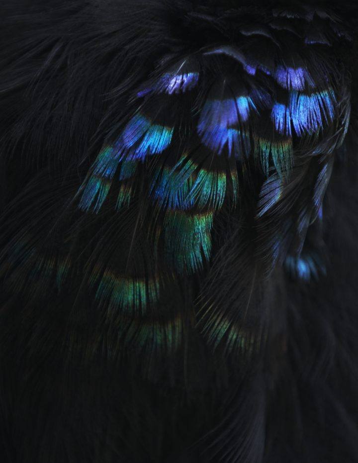 Thomas Lohr Captures The Feathers Of Exotic Birds In Vibrant Detail ...