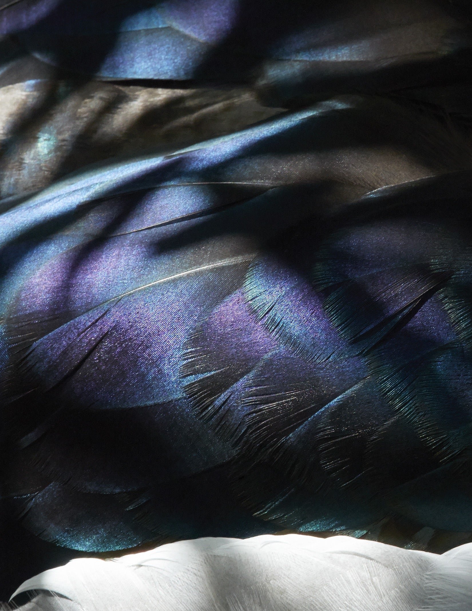 Thomas Lohr Captures The Feathers Of Exotic Birds In Vibrant Detail ...