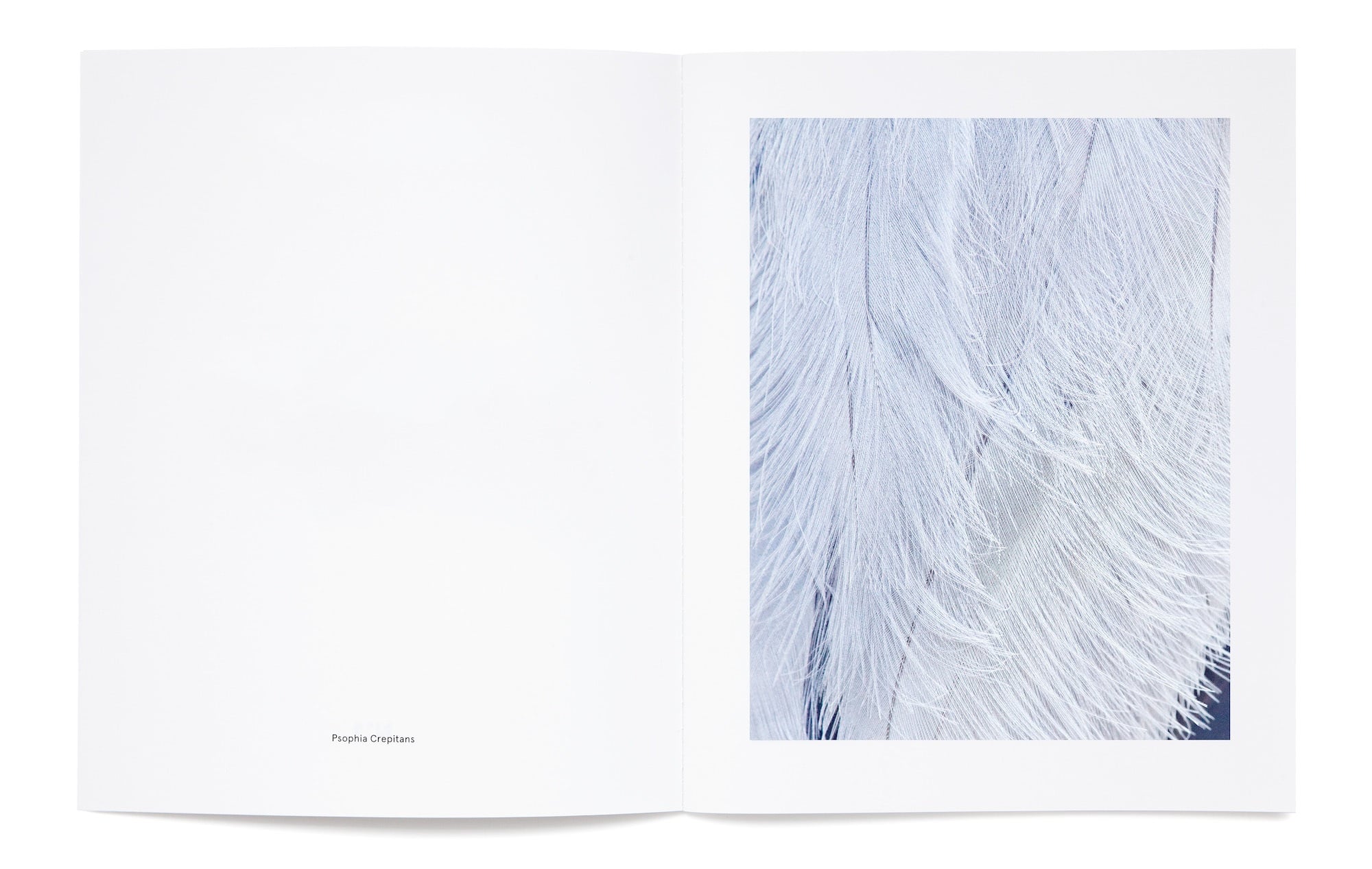 Thomas Lohr Captures The Feathers Of Exotic Birds In Vibrant Detail ...