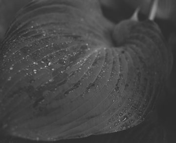 Petrichor Lingers In Whitney Hayes’ Photographic Ode To Summer And Rain ...