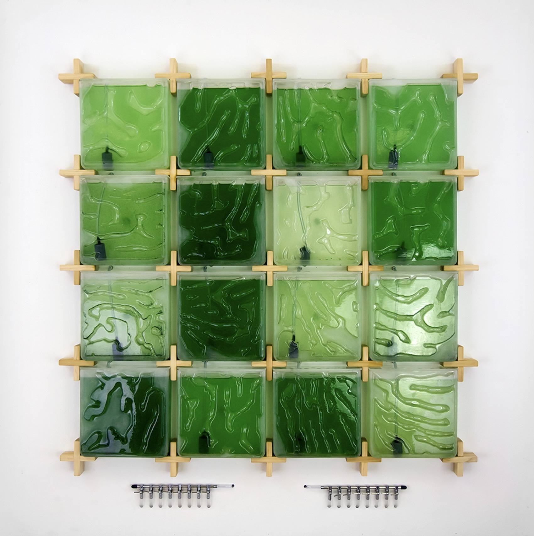 This Micro-Algae Indoor Farm Shows The Promising Future Of Plant ...