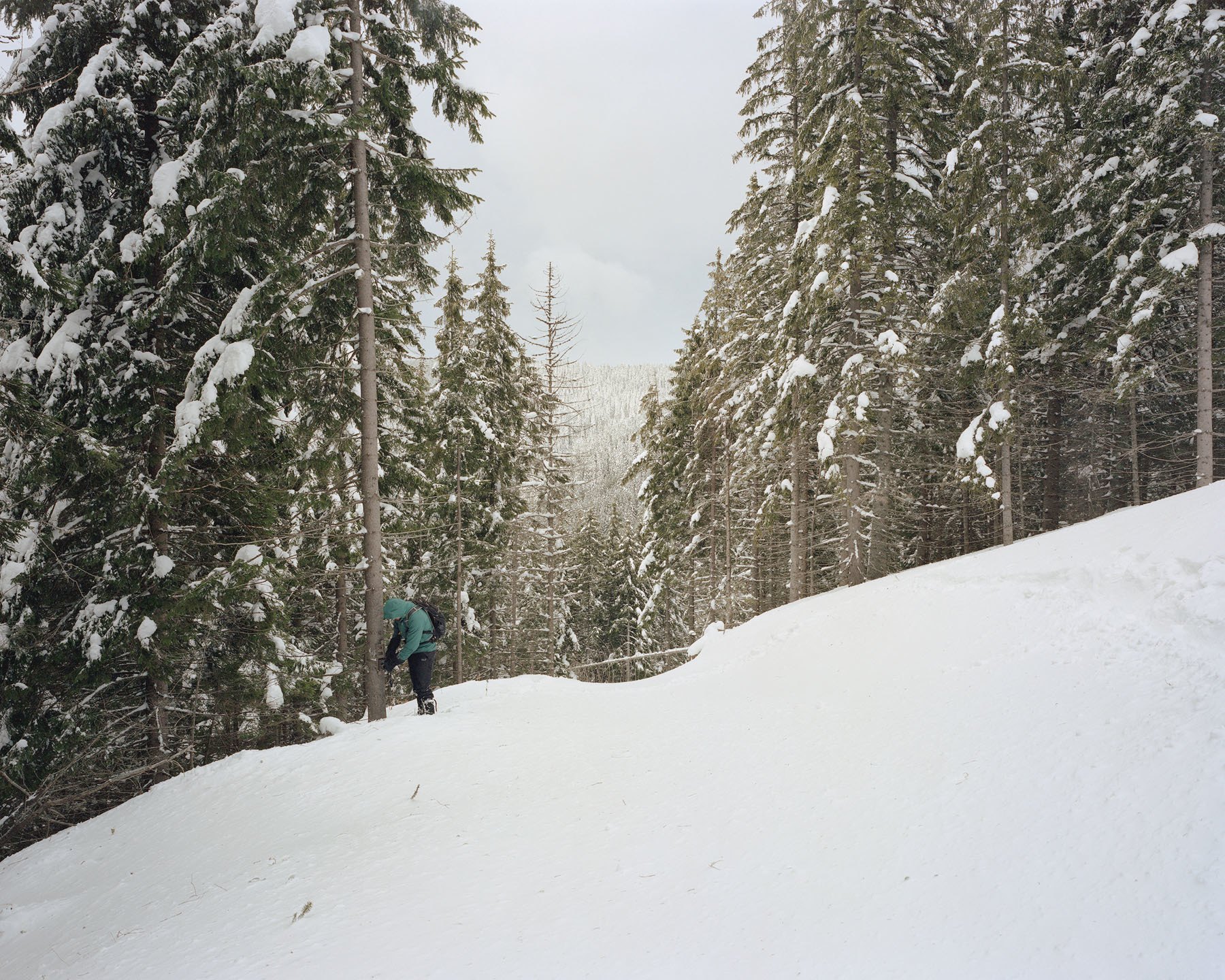 In Romania, Nicholas JR White Photographs The Fight To Protect One Of ...