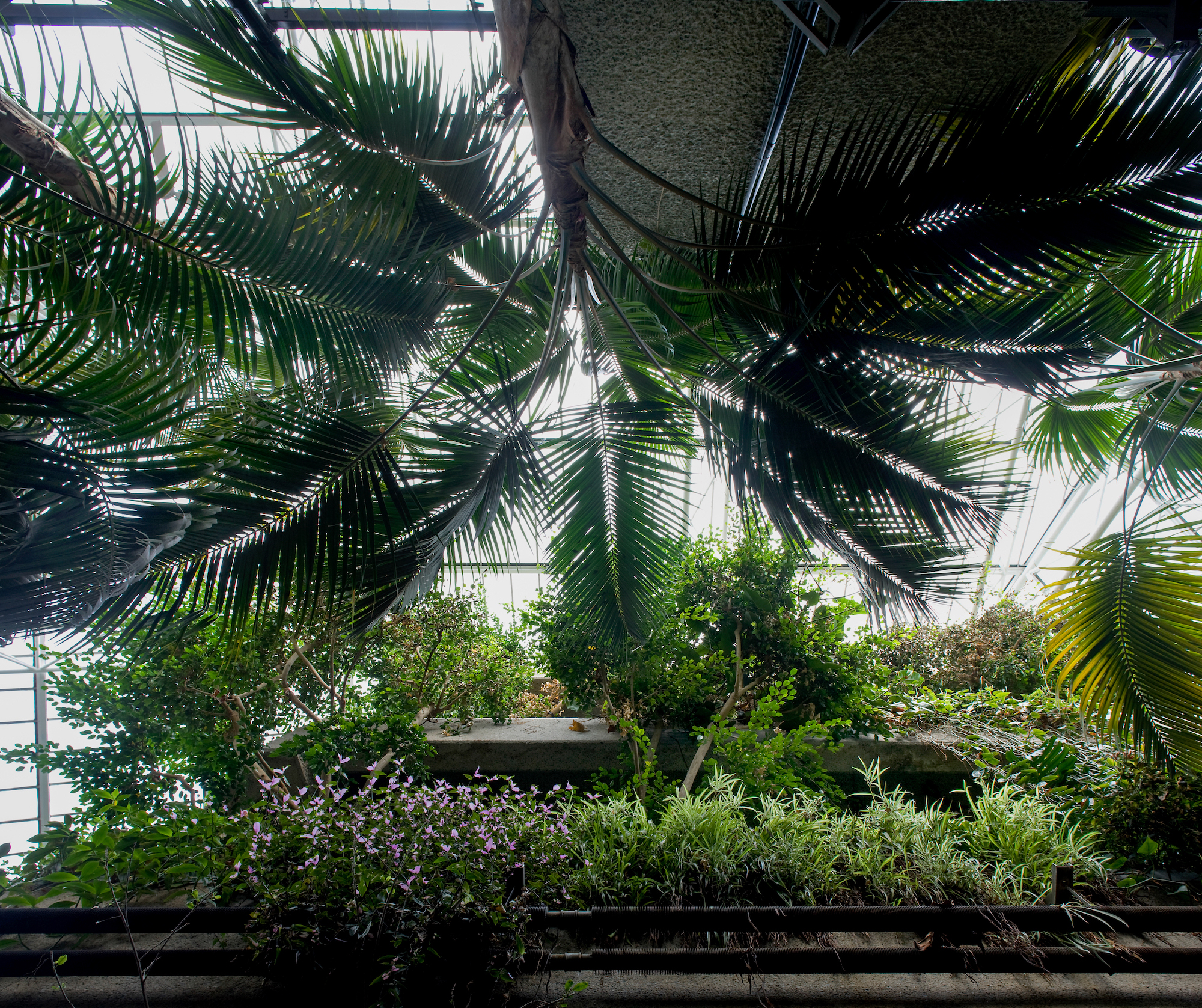 Barbican Conservatory · London, UK - IGNANT