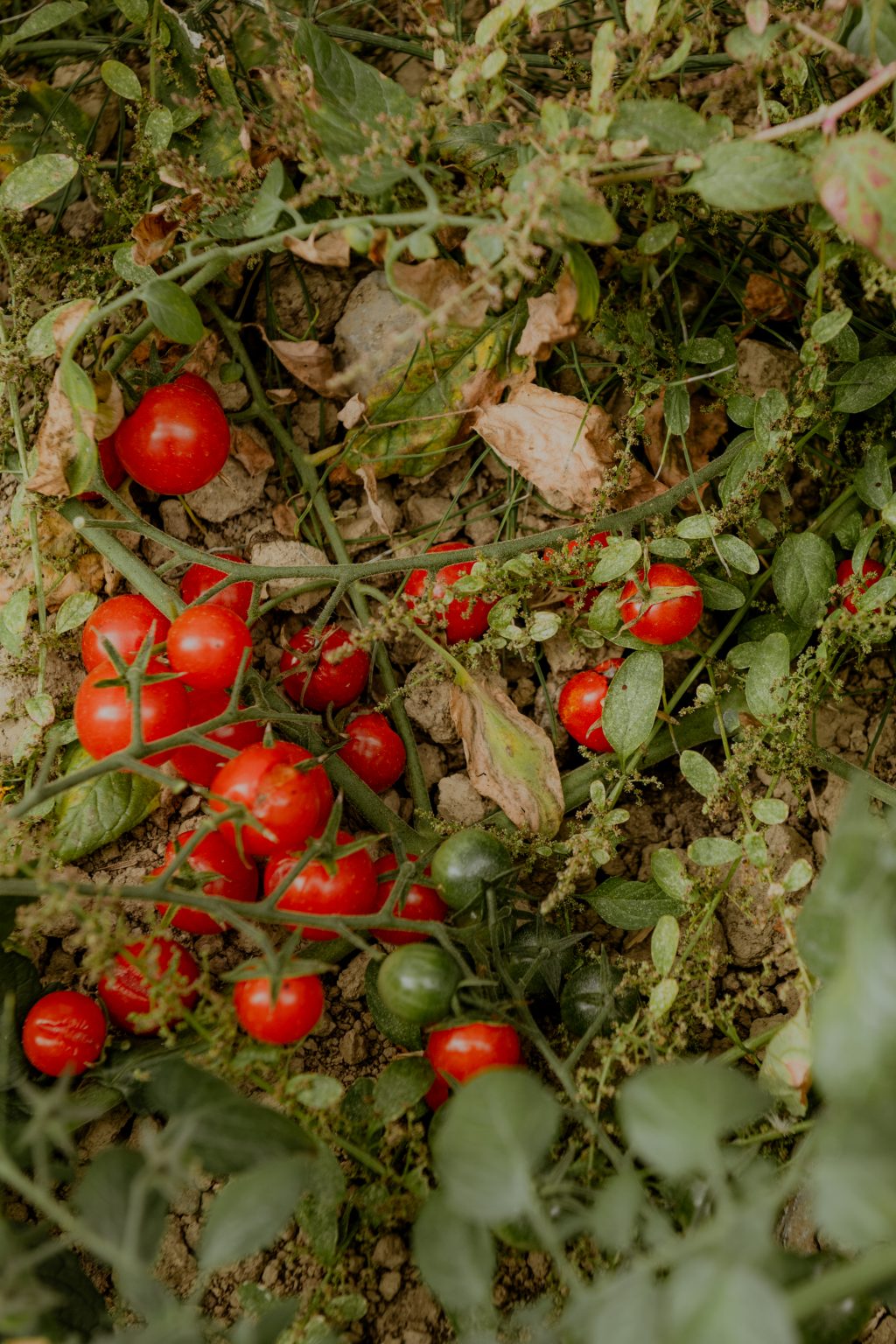 Gamper Restaurant · Zurich, Switzerland - IGNANT