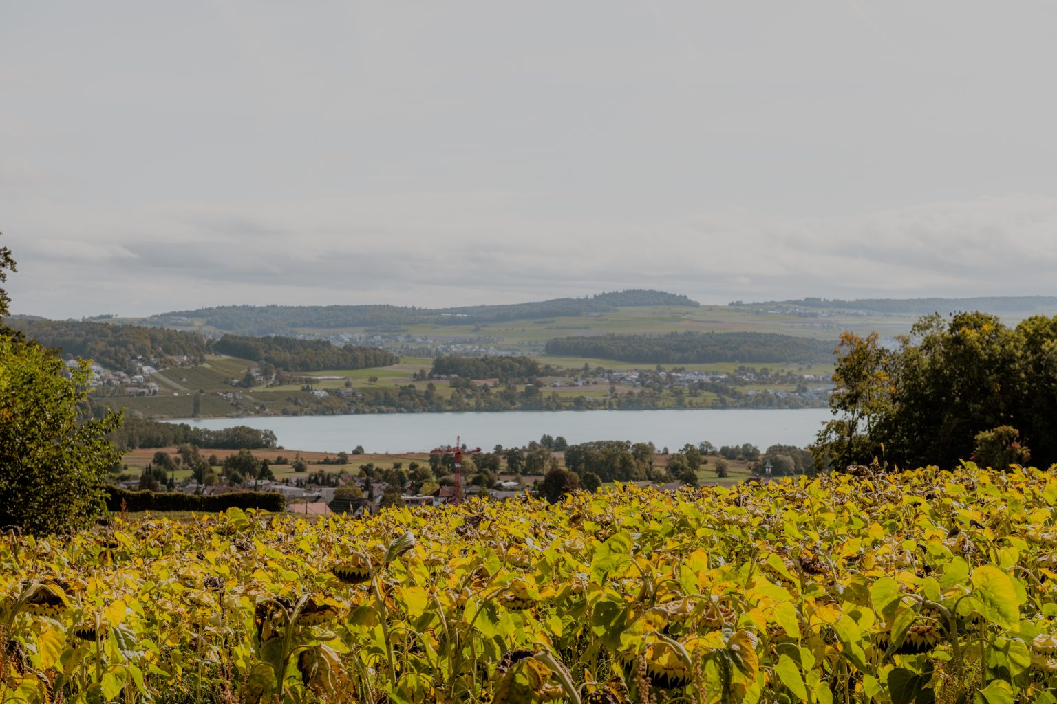 Gamper Restaurant · Zurich, Switzerland - IGNANT