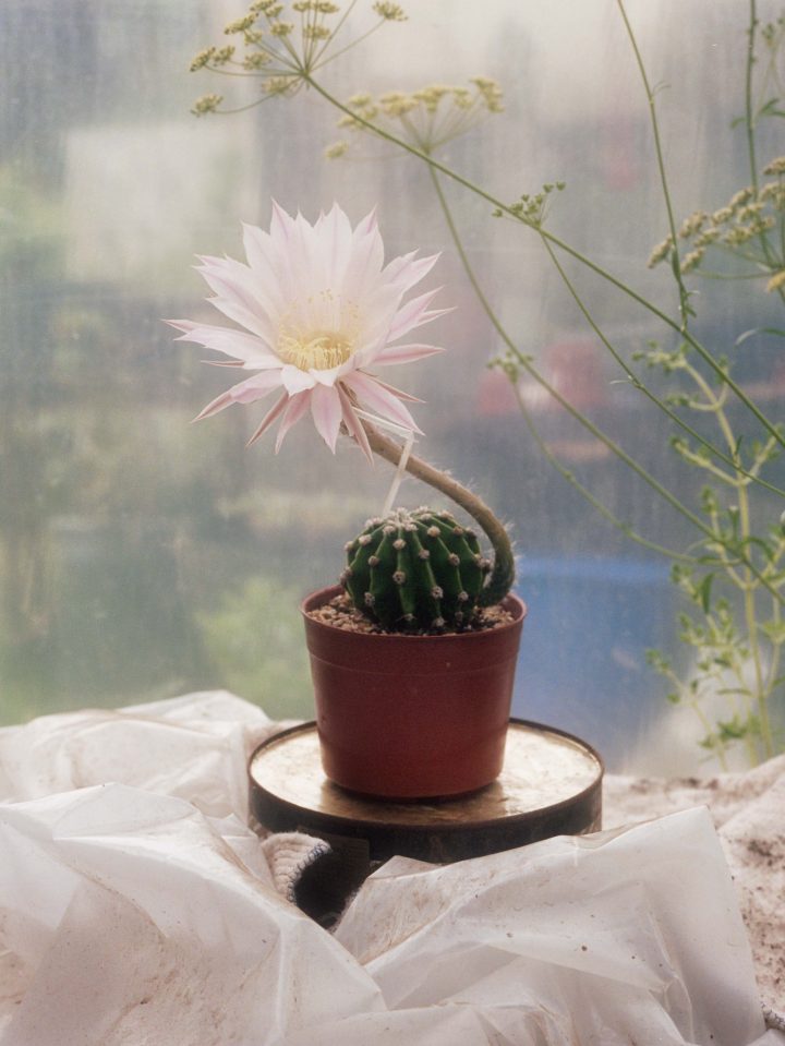 Jacques Brun’s Mystical Series Sunset Garden Explores Narratives Of ...