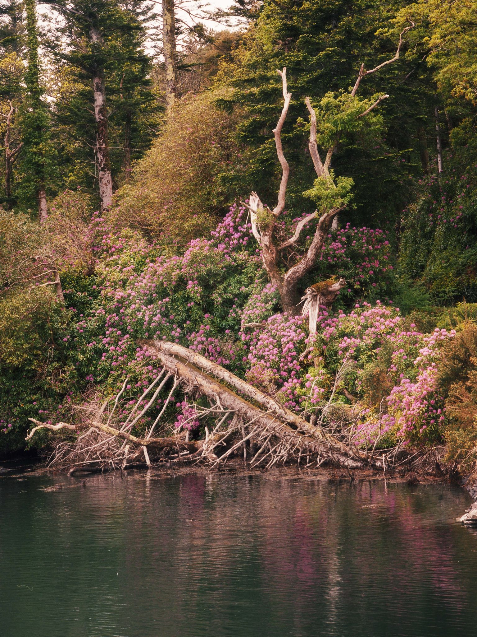 Jacques Brun’s Mystical Series Sunset Garden Explores Narratives Of ...