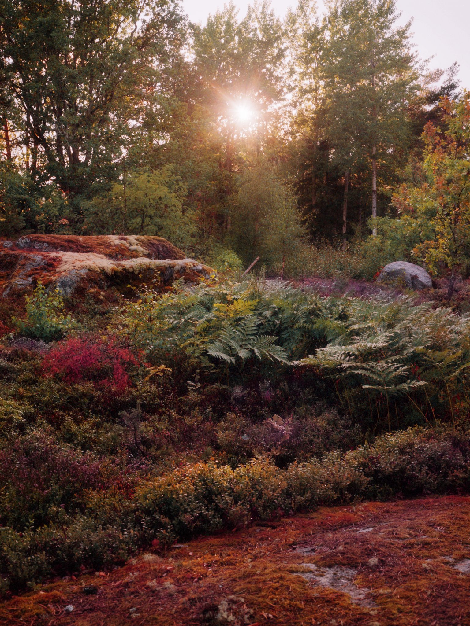 Jacques Brun’s Mystical Series Sunset Garden Explores Narratives Of ...