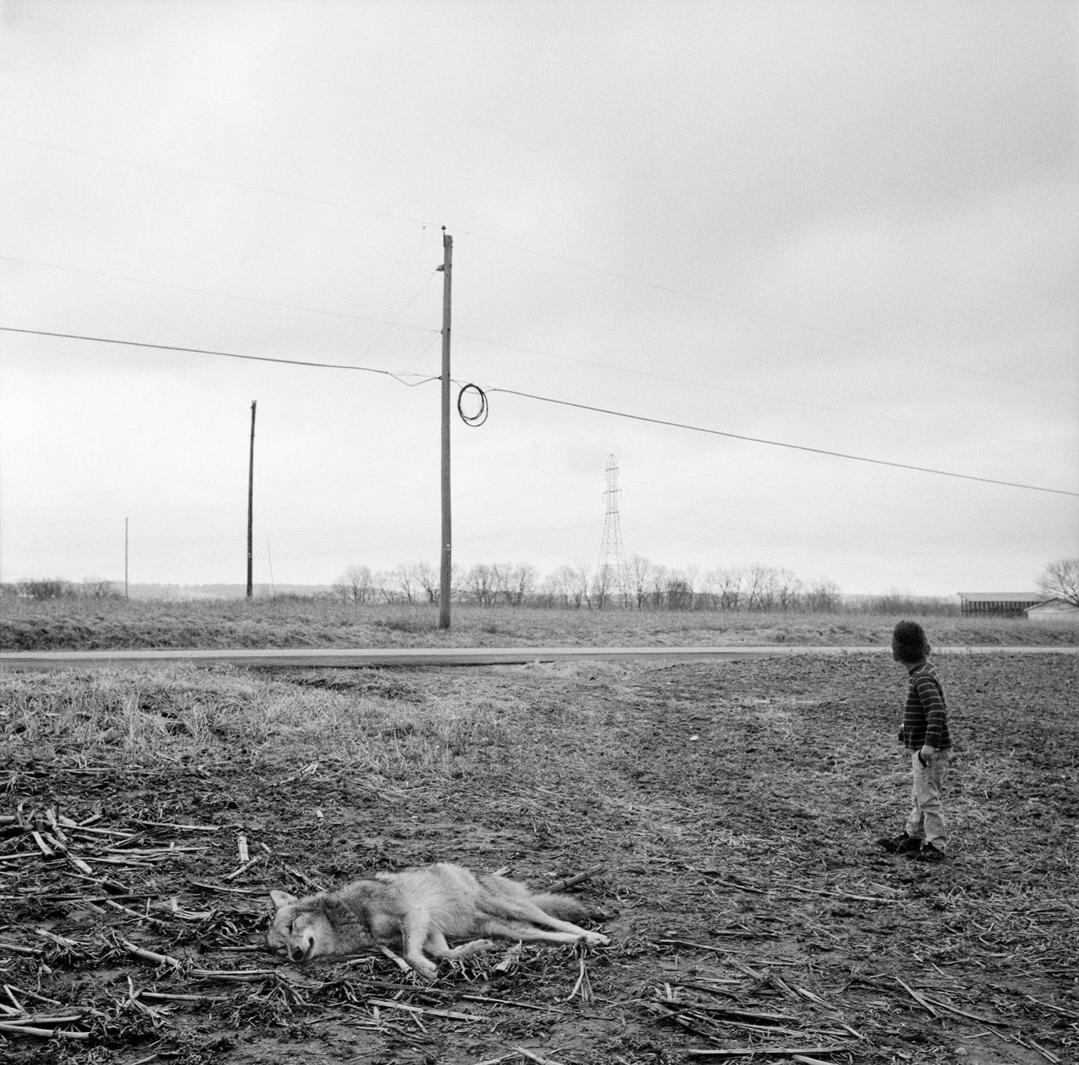 The Locusts Is Jesse Lenz’s Captivating Portrayal Of The Untamed And ...