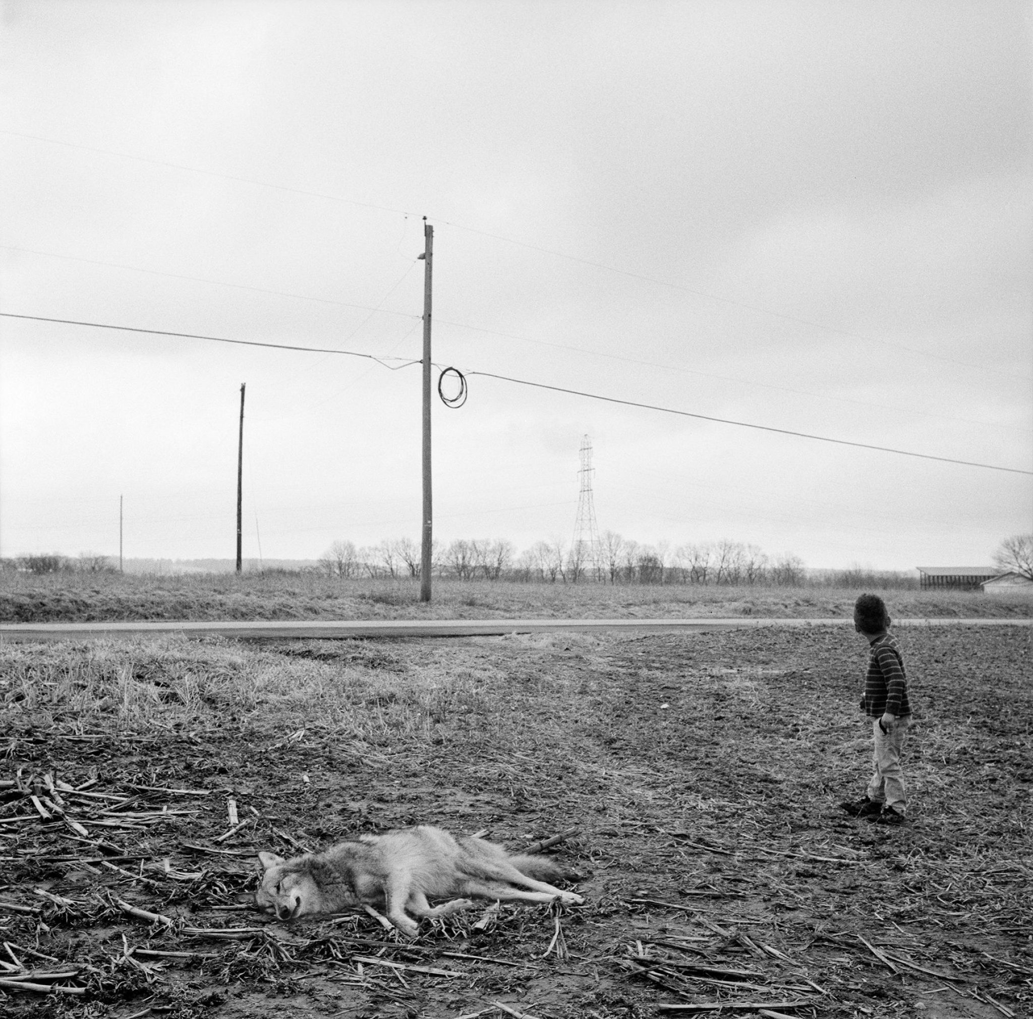 The Locusts Is Jesse Lenz’s Captivating Portrayal Of The Untamed And ...
