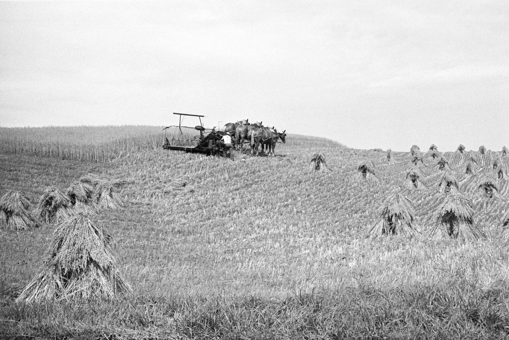 The Locusts Is Jesse Lenz’s Captivating Portrayal Of The Untamed And ...