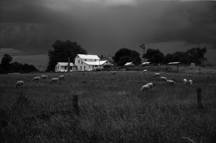 The Locusts Is Jesse Lenz’s Captivating Portrayal Of The Untamed And ...