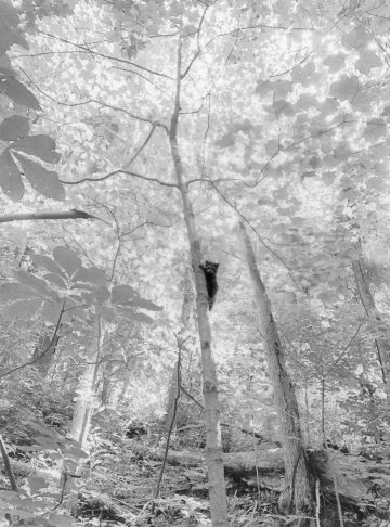 The Locusts Is Jesse Lenz’s Captivating Portrayal Of The Untamed And ...