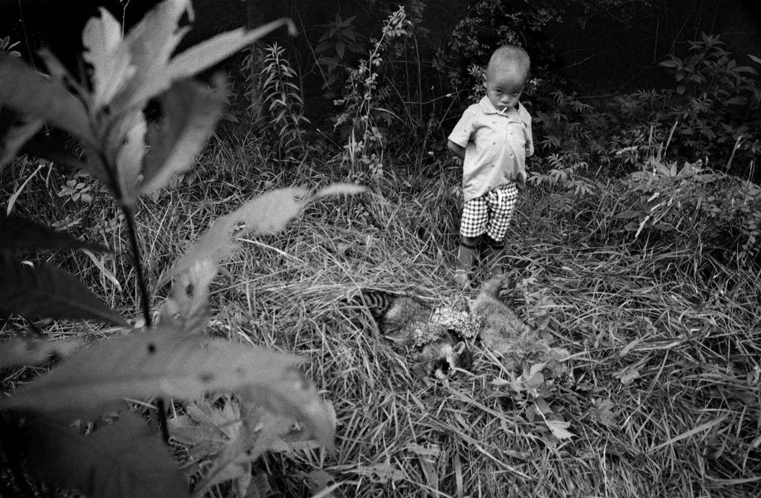 The Locusts Is Jesse Lenz’s Captivating Portrayal Of The Untamed And ...