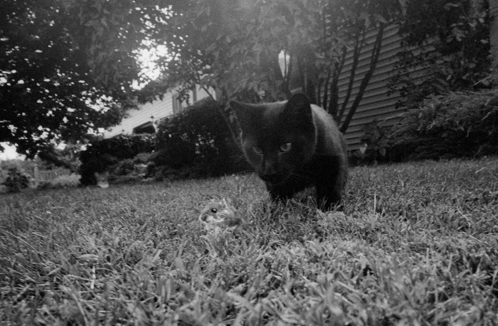 The Locusts Is Jesse Lenz’s Captivating Portrayal Of The Untamed And ...