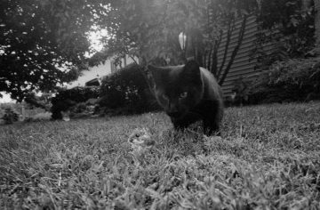 The Locusts Is Jesse Lenz’s Captivating Portrayal Of The Untamed And ...